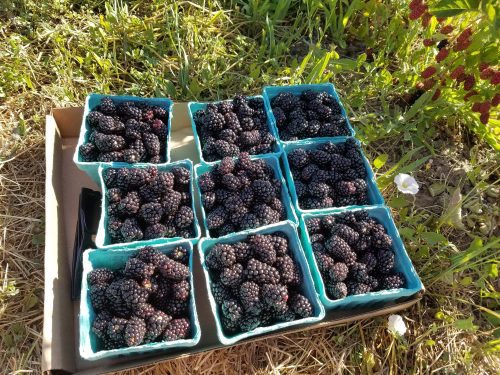 Pick Your Own Berries: Northern California Farm