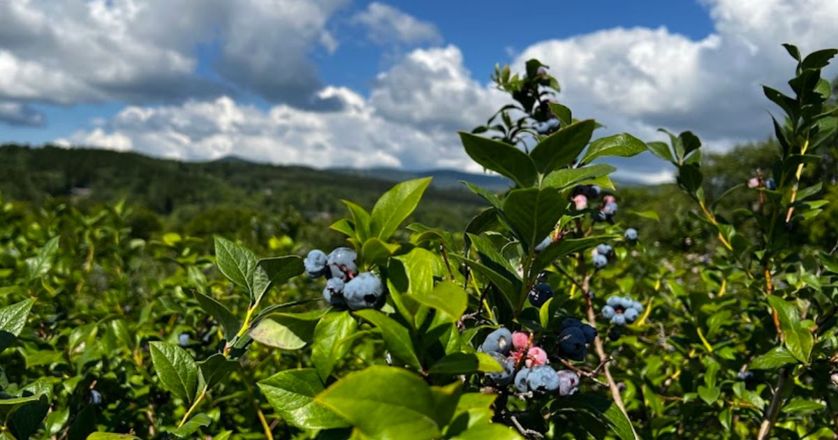 Head To This Family Farm To Pick Berries In Vermont