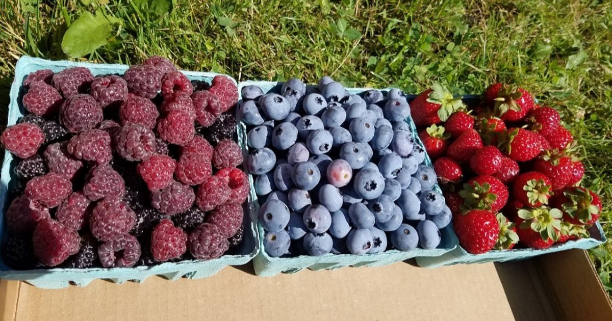 Come To This Berry Farm In Maine To Pick Buckets Of Berries