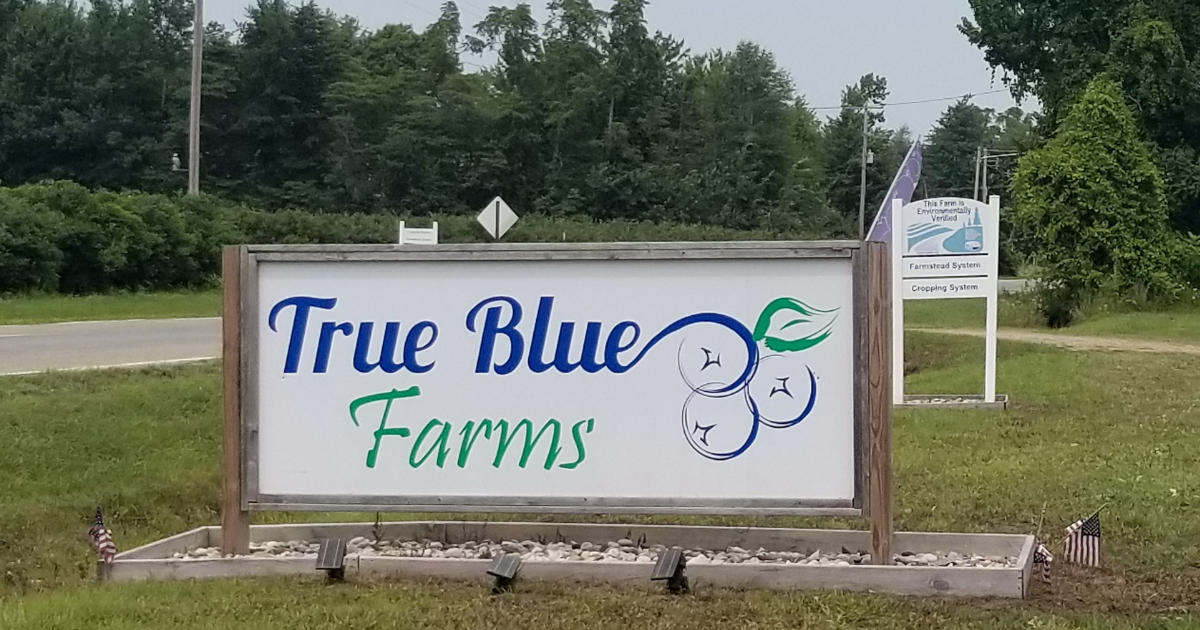 Pick Buckets of Berries At This Michigan Farm