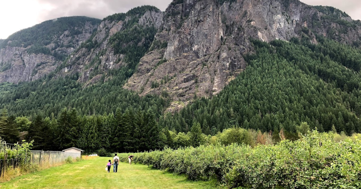 The Incredible Farm In Washington Where You Can Pick Buckets Of Berries