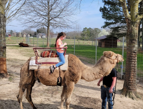 Bama Bucks: Exotic Animal Park Restaurant In Alabama