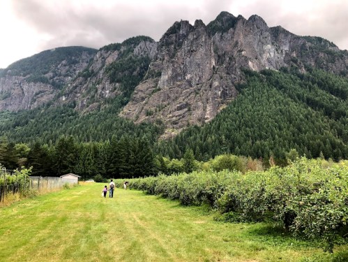 Bybee Farms May Be The Prettiest Blueberry U-Pick In Washington