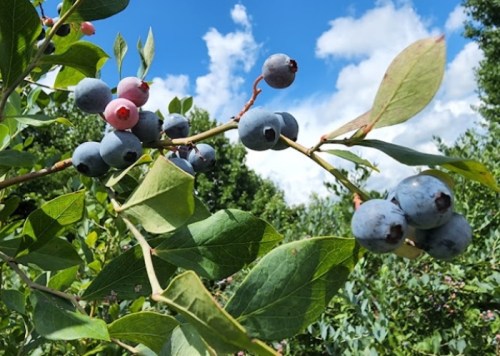 Buckets Of Berries In North Carolina: Brushy Mountain Dairy Farm