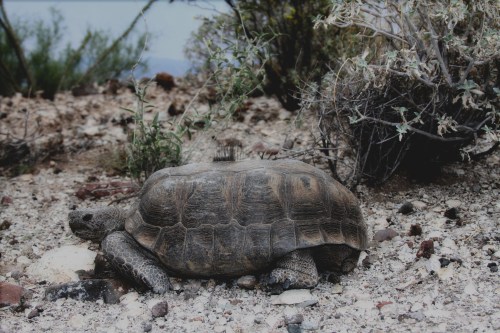 Cabeza Prieta National Wildlife Refuge: Nature In Arizona