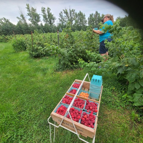 Blue Skies Farm: Classic Wisconsin Berry Farm