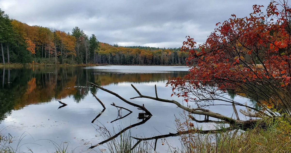 Explore This New Hampshire Pond Hike at the Heald Tract