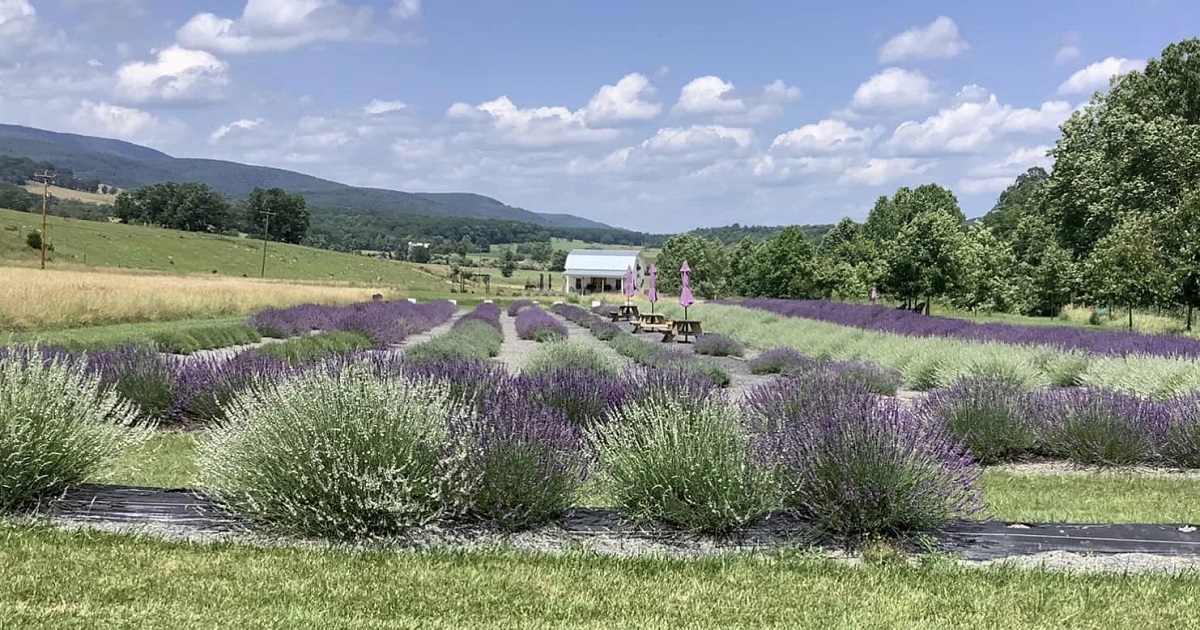 The Beautiful Lavender Farm Hiding In Plain Sight In West Virginia That ...