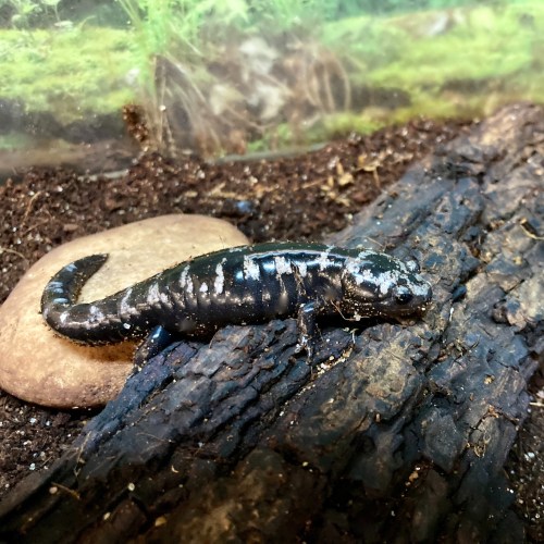 Explore Alabama Nature Center: Family-Friendly Outdoor Education
