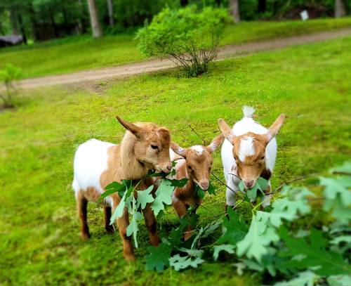 Amazing Grace Farm: Snuggle With Goats In Rhode Island