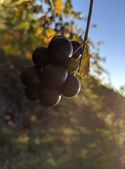 Mountain View Winery: A Scenic Winery In Tennessee