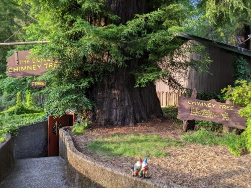 Explore A Hollowed-Out Redwood At This NorCal Burger Spot