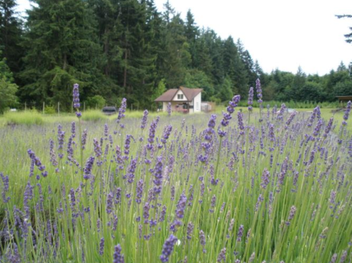 Explore Eatonville, WA: A Charming Small-Town Getaway Near Mount Rainier