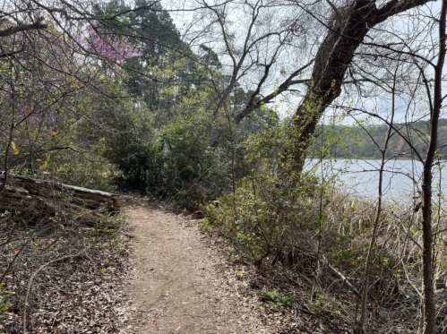 Best Hikes In Texas: Tyler State Park Lakeshore Trail
