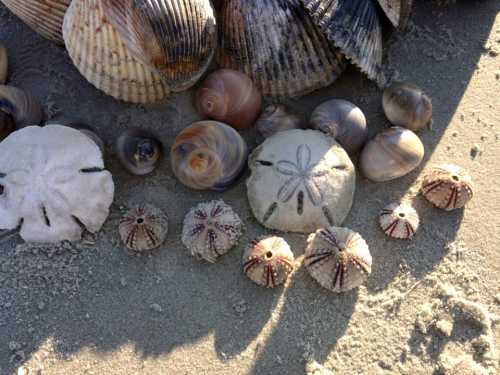 Take A Day Trip In South Carolina To Waties Island