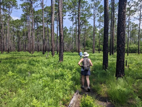 Hidden Nature Park In North Carolina: The Green Swamp In Supply