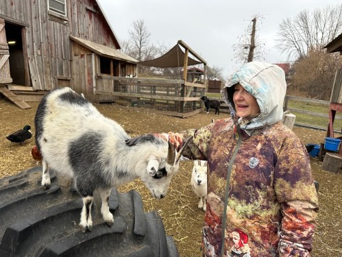 Windy Goat Acres: Best Farmstay In Iowa For Animal Lovers