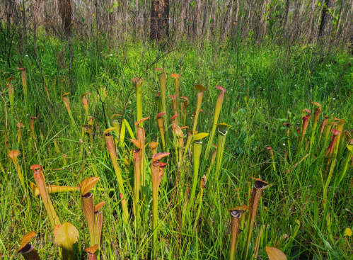 Scenic Short Trail In Louisiana: Pitcher Plant Trail