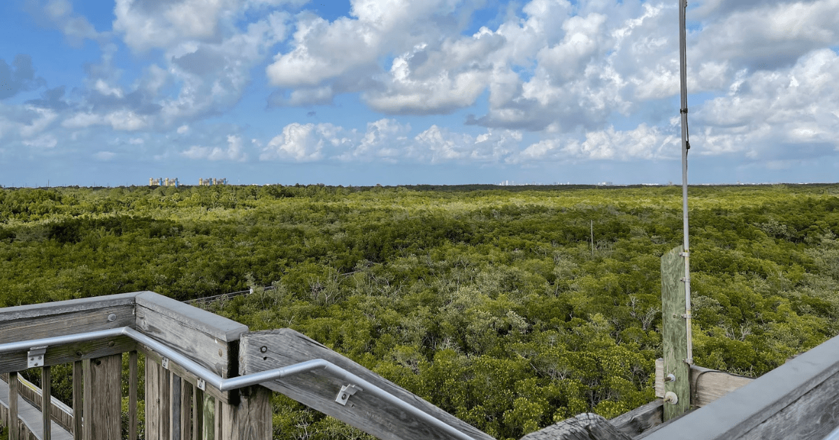 Weedon Island Preserve Trail: A Beautiful Overlook Trail In Florida