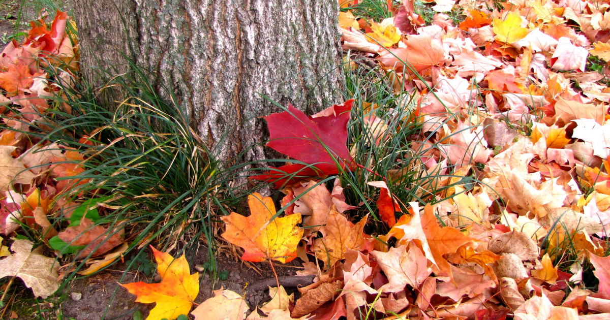 Your Ultimate Guide To Fall Attractions And Activities In Indiana