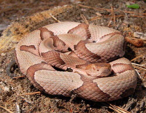 Everything To Know About A Copperhead Bite: My Experience