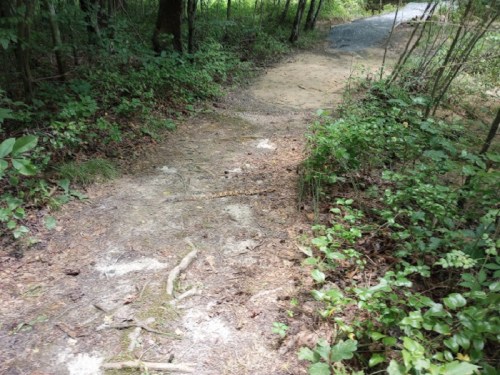 Everything To Know About A Copperhead Bite: My Experience