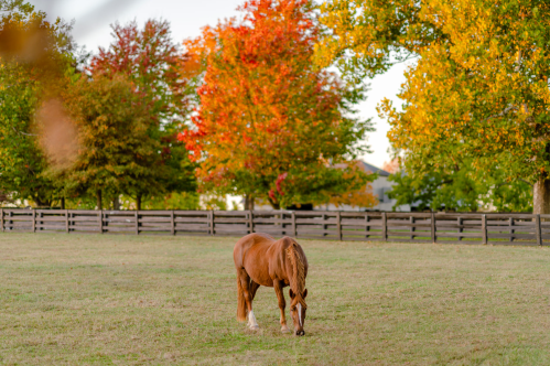 The 16 Best Things To Do In Kentucky In The Fall