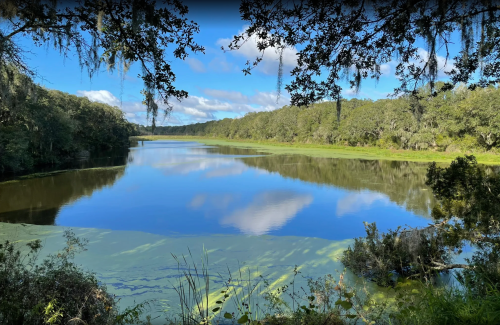 The Balm Boyette Scrub: A Hidden Gem Nature Preserve In Florida