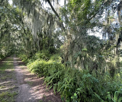 The Balm Boyette Scrub: A Hidden Gem Nature Preserve In Florida