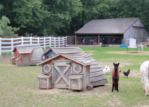 Roaring Acres Alpaca Farm Near Hartford, CT: Adorable Day Trip!