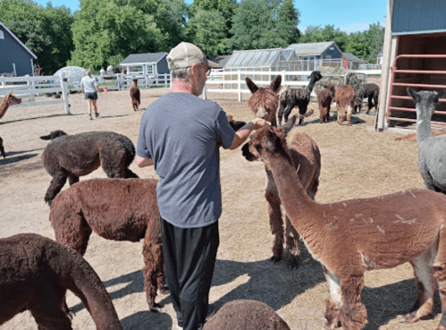 Roaring Acres Alpaca Farm Near Hartford, CT: Adorable Day Trip!
