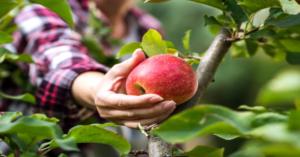 4 of the Best Apple Orchards in Alabama Perfect for Fall