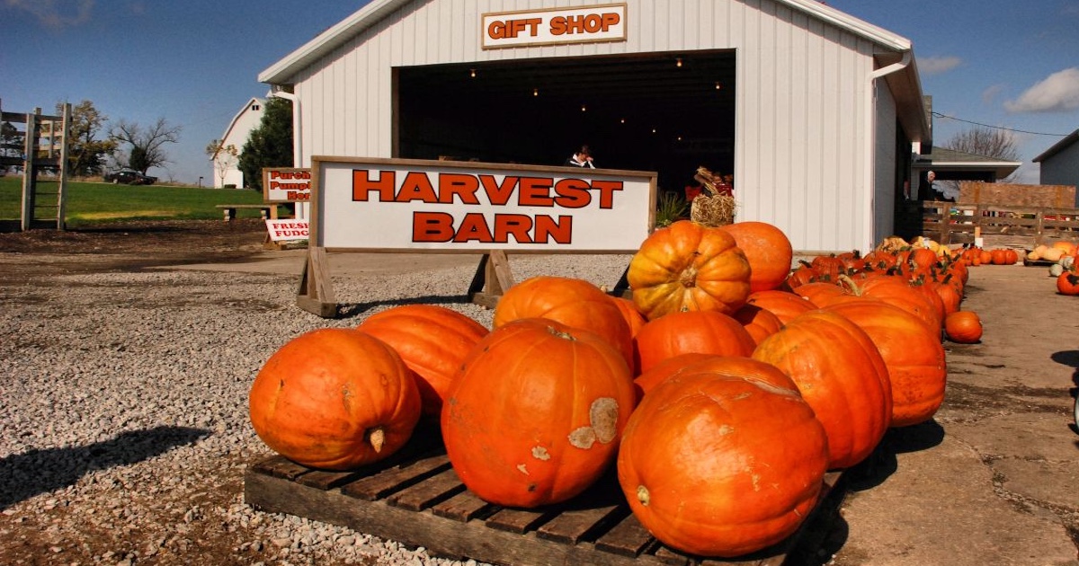 The 6 Best Local Pumpkin Patches: Fall In Iowa 2024