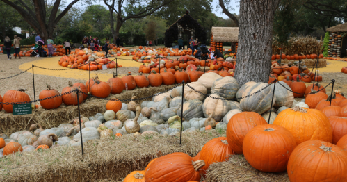 This Map Will Show You When To See Fall Colors In Texas
