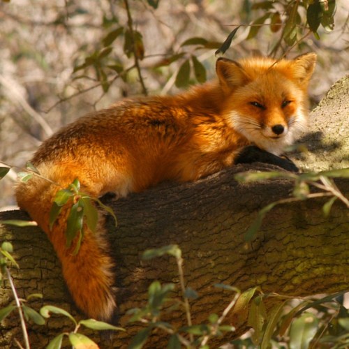 South Carolina Zoos: Lowcountry Zoo At Brookgreen Gardens