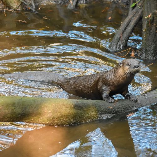 South Carolina Zoos: Lowcountry Zoo At Brookgreen Gardens
