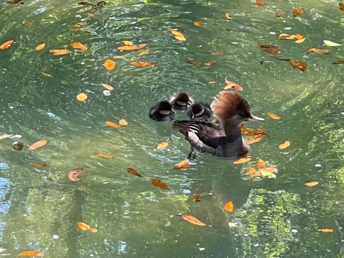 South Carolina Zoos: Lowcountry Zoo At Brookgreen Gardens
