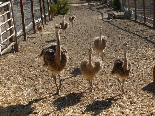 Watch And Feed Giant Birds At OstrichLand USA in Solvang, CA