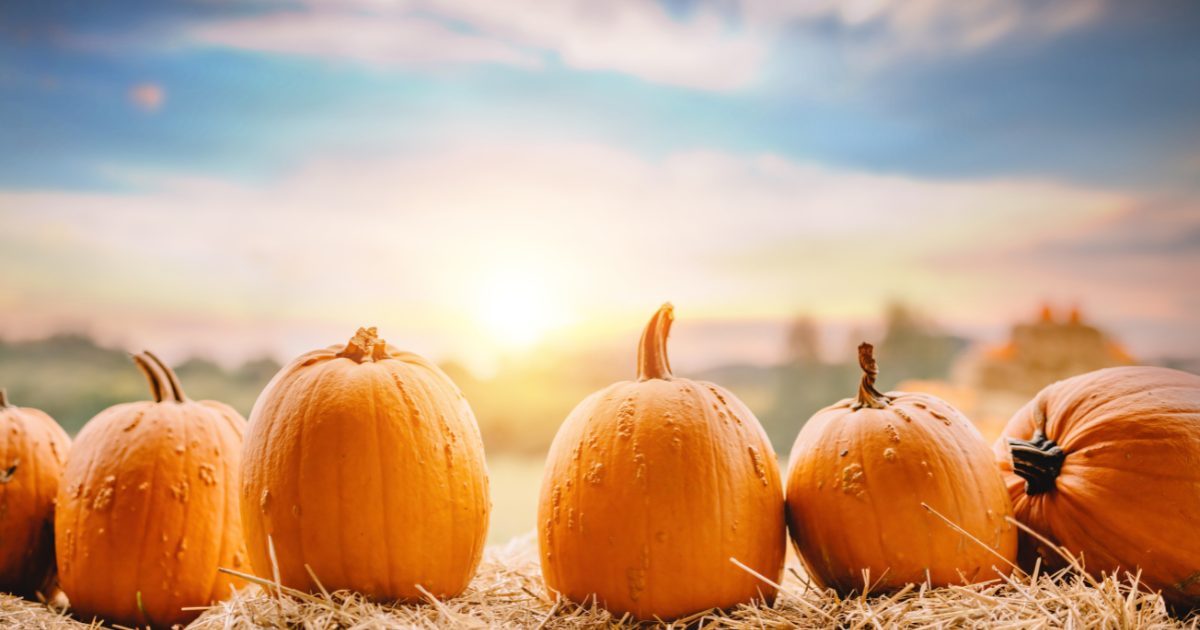 Discover the Best Pumpkin Patches in Alabama This Fall 2025