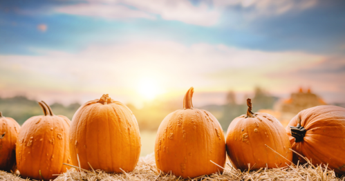 Tate Farms: The Largest Pumpkin Patch In Alabama