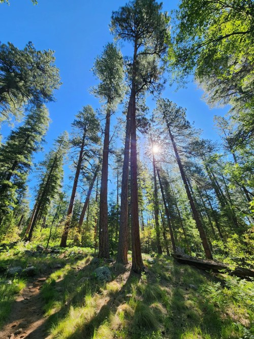See Spring Trail: Waterfall Hike In Arizona