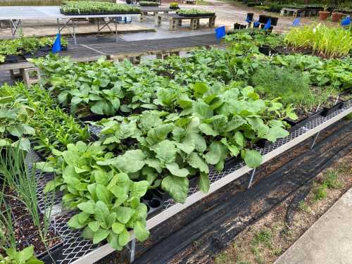 Dine At An Enchanting Garden Restaurant In South Carolina