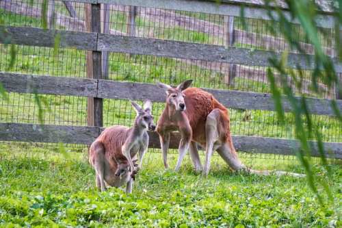Abrams Animal Farm In Rhode Island