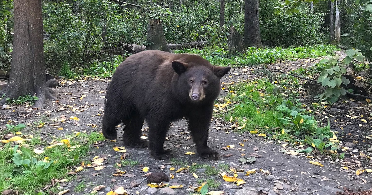 Love Wildlife? You Must Visit This Bear Sanctuary In Minnesota