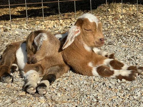 Critter Lane Petting Zoo! Animal Encounter: Valles Mines, Missouri