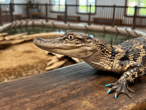 The One Place You Can Hold Baby Gators In Louisiana