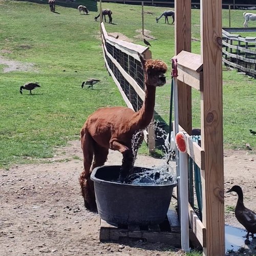 Abrams Animal Farm In Rhode Island