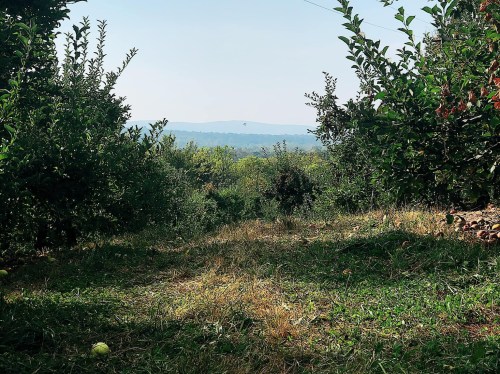 Windy Brow Farms: Best Apple Cider Donuts In New Jersey
