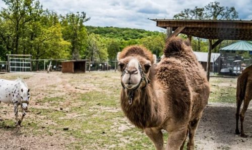 Critter Lane Petting Zoo! Animal Encounter: Valles Mines, Missouri