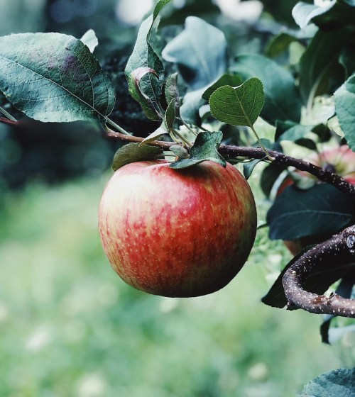 Windy Brow Farms: Best Apple Cider Donuts In New Jersey